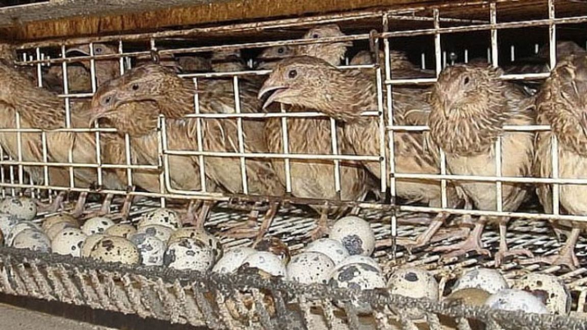 Burung Puyuh Bisa Jadi Alternatif Usaha yang Menjanjikan - Media Hobi ...