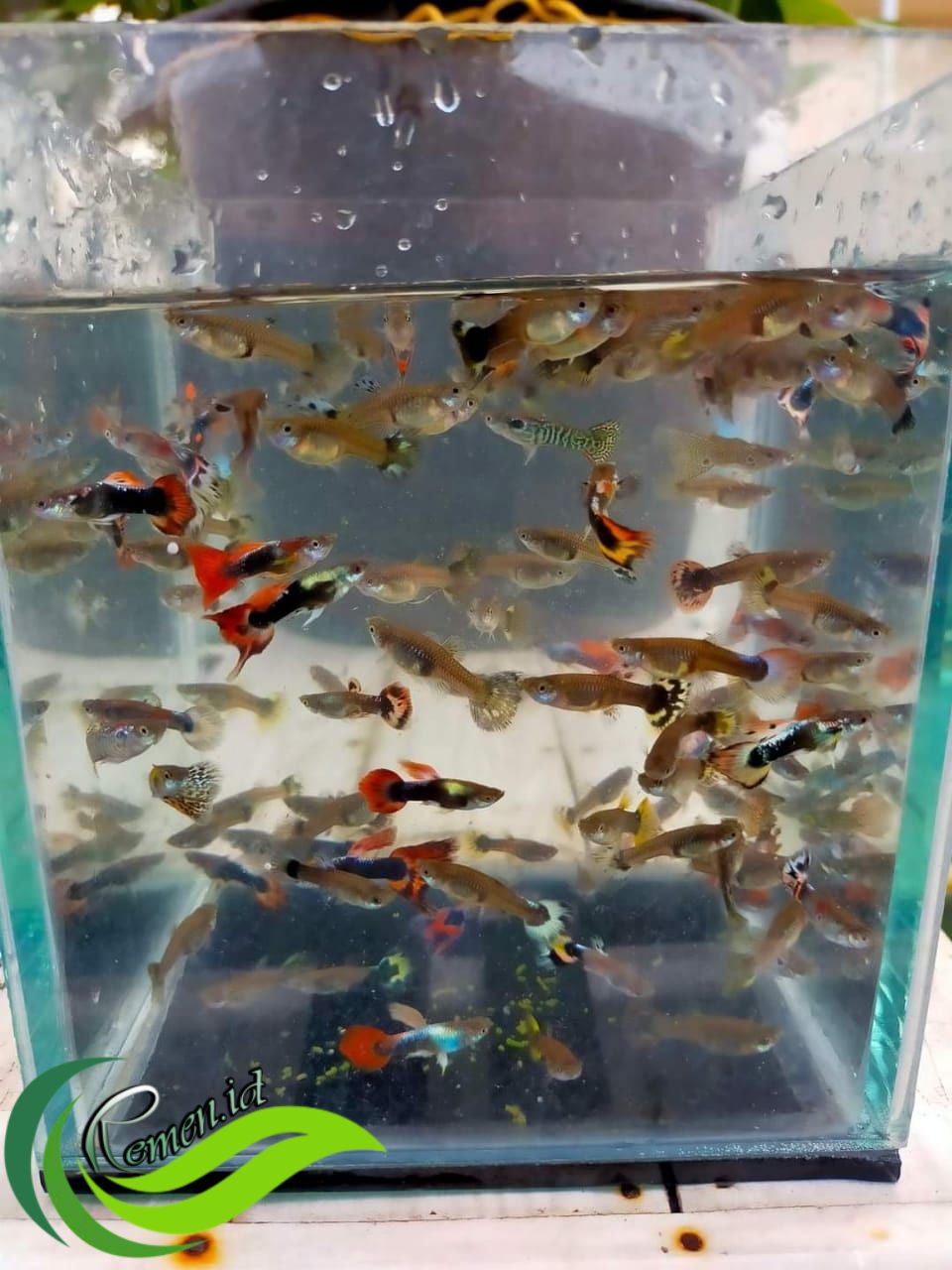 Ikan Guppy, Salah Satu Jenis Ikan Hias yang Cocok untuk Mempercantik ...