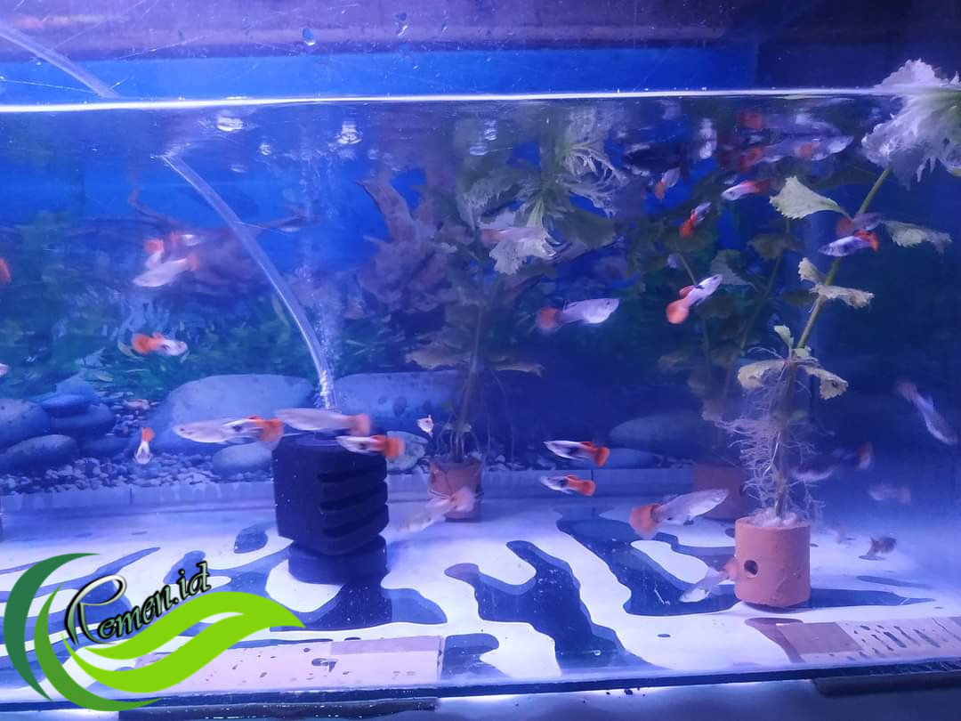 Ikan Guppy, Salah Satu Jenis Ikan Hias yang Cocok untuk Mempercantik ...