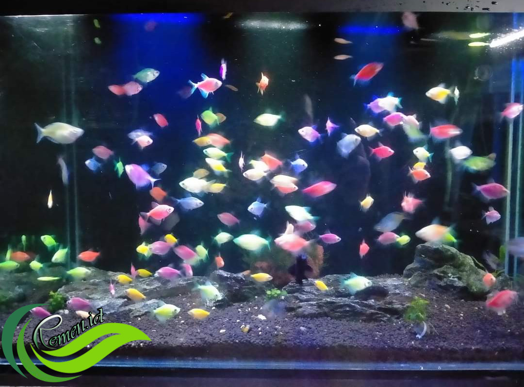 Ikan Hias Air Tawar Kian Digemari - Media Hobi dan Informasi