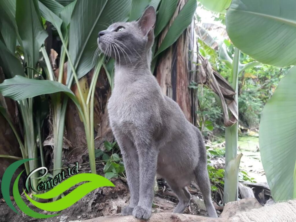 Mengenal Kucing Busok, Endemik Pulau Raas, Kab. Sumenep Jawa Timur ...