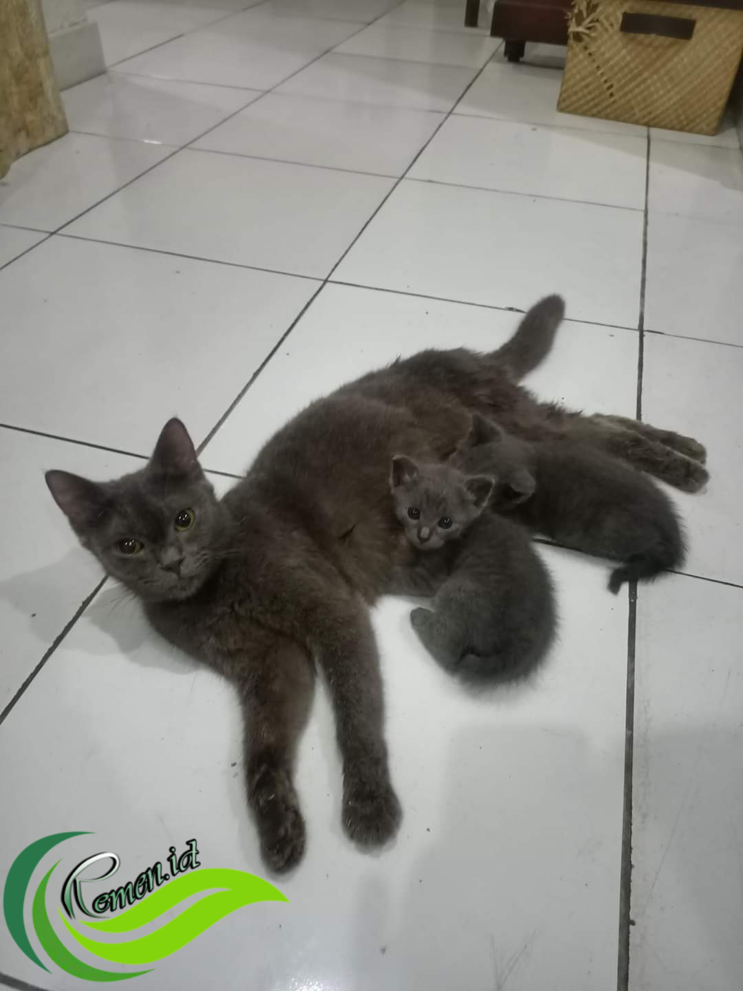 Mengenal Kucing Busok, Endemik Pulau Raas, Kab. Sumenep Jawa Timur ...