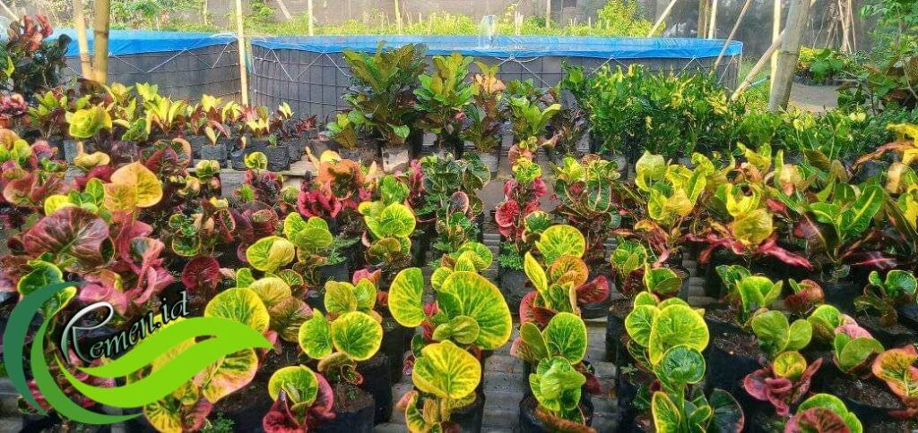 Puring Jenis Tanaman Hias Berdaun Mempesona - Media Hobi dan Informasi