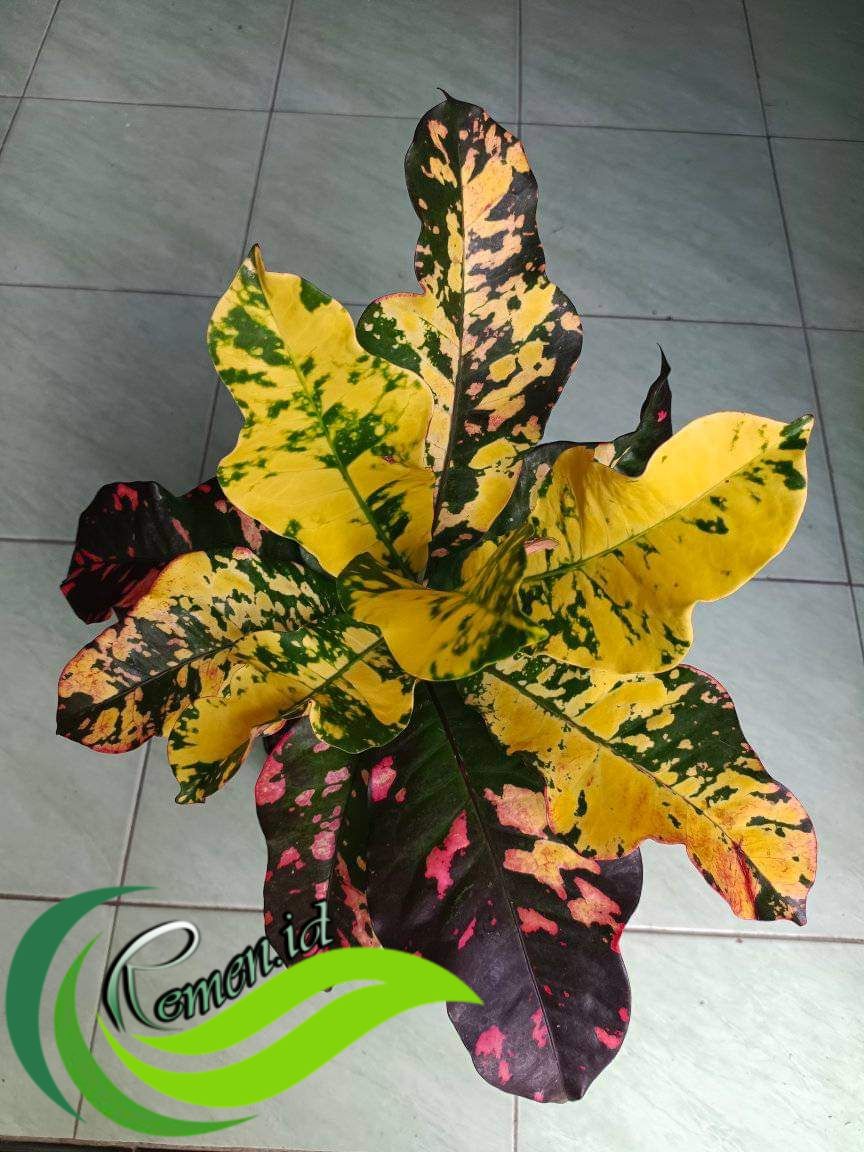 Puring Jenis Tanaman Hias Berdaun Mempesona - Media Hobi dan Informasi