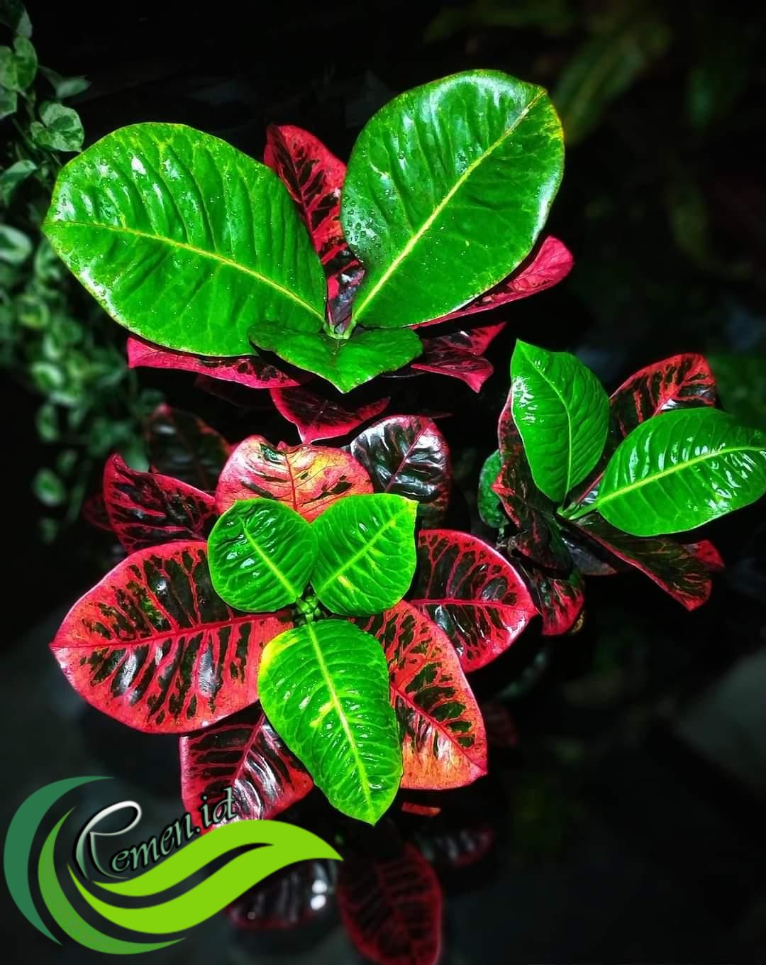 Puring Jenis Tanaman Hias Berdaun Mempesona - Media Hobi dan Informasi