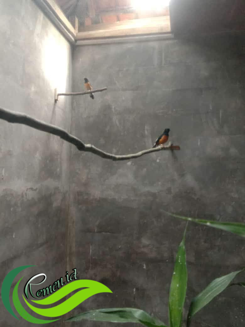 Murai Batu, Burung Favorit Kicau Mania yang Kian Langkah - Media Hobi ...