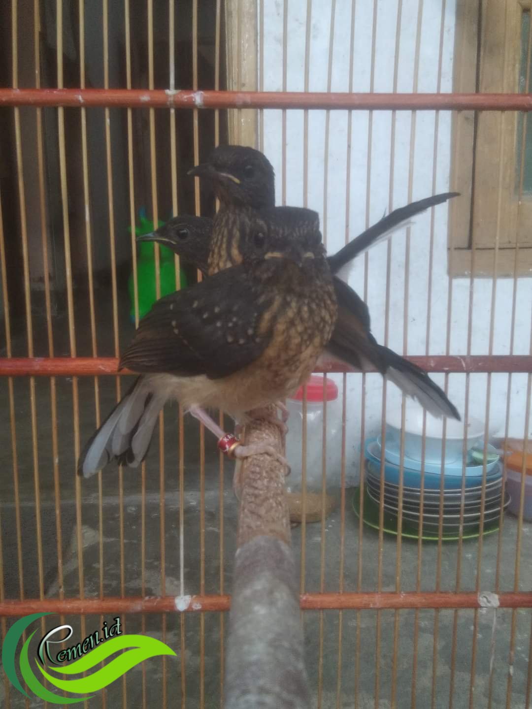 Murai Batu, Burung Favorit Kicau Mania yang Kian Langkah - Media Hobi ...