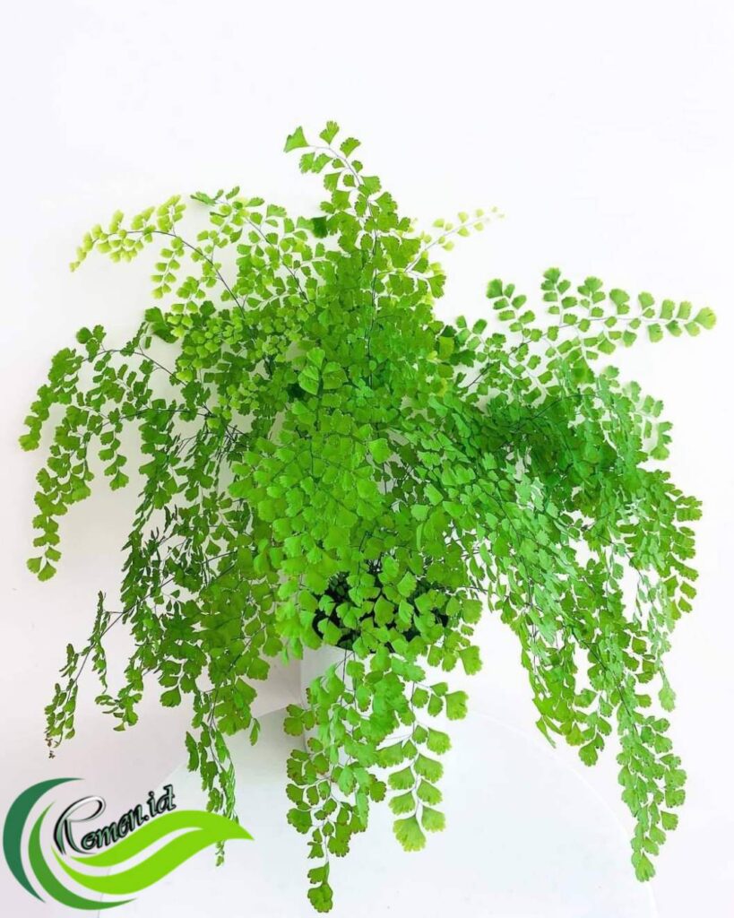 Pelihara Tanaman Suplir Sejukkan Rumah - Media Hobi dan Informasi