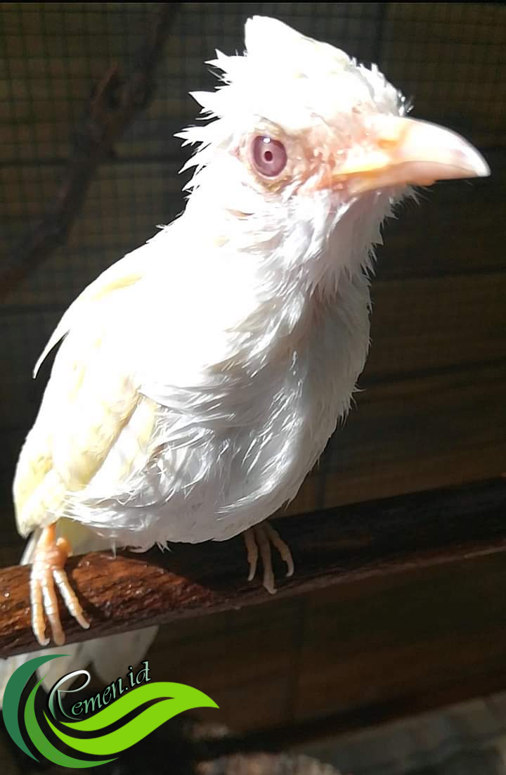 Mengingat Kembali Saprol Seekor Trucukan Fenomenal, Terdengar Kisahnya ...