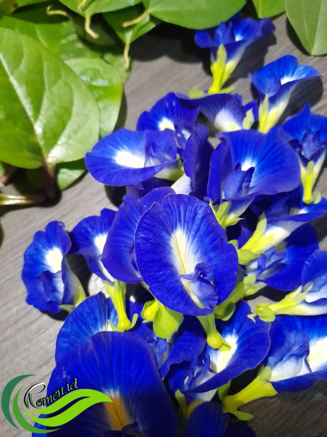 Mengenal si Biru Bunga Telang - Media Hobi dan Informasi