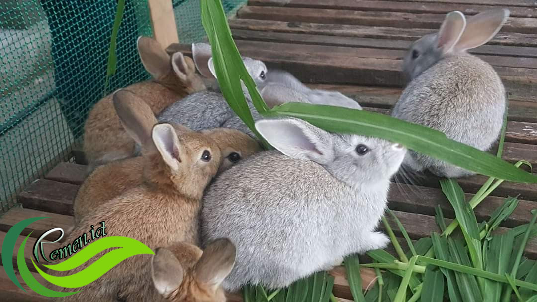Ketahui Cara Memelihara Kelinci agar Tidak Gampang Mati - Media Hobi ...