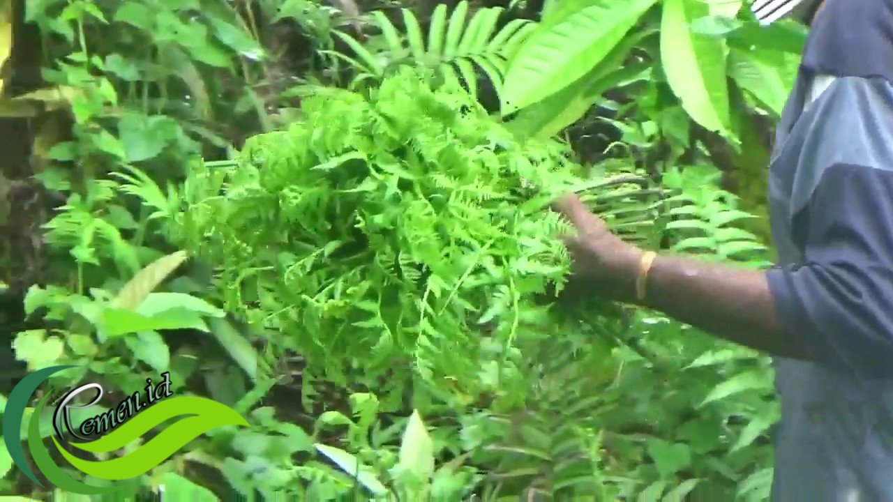 Pakis Sayur, Tumbuhan Liar Enak Dibikin Sayuran dan Kaya Antioksidan ...