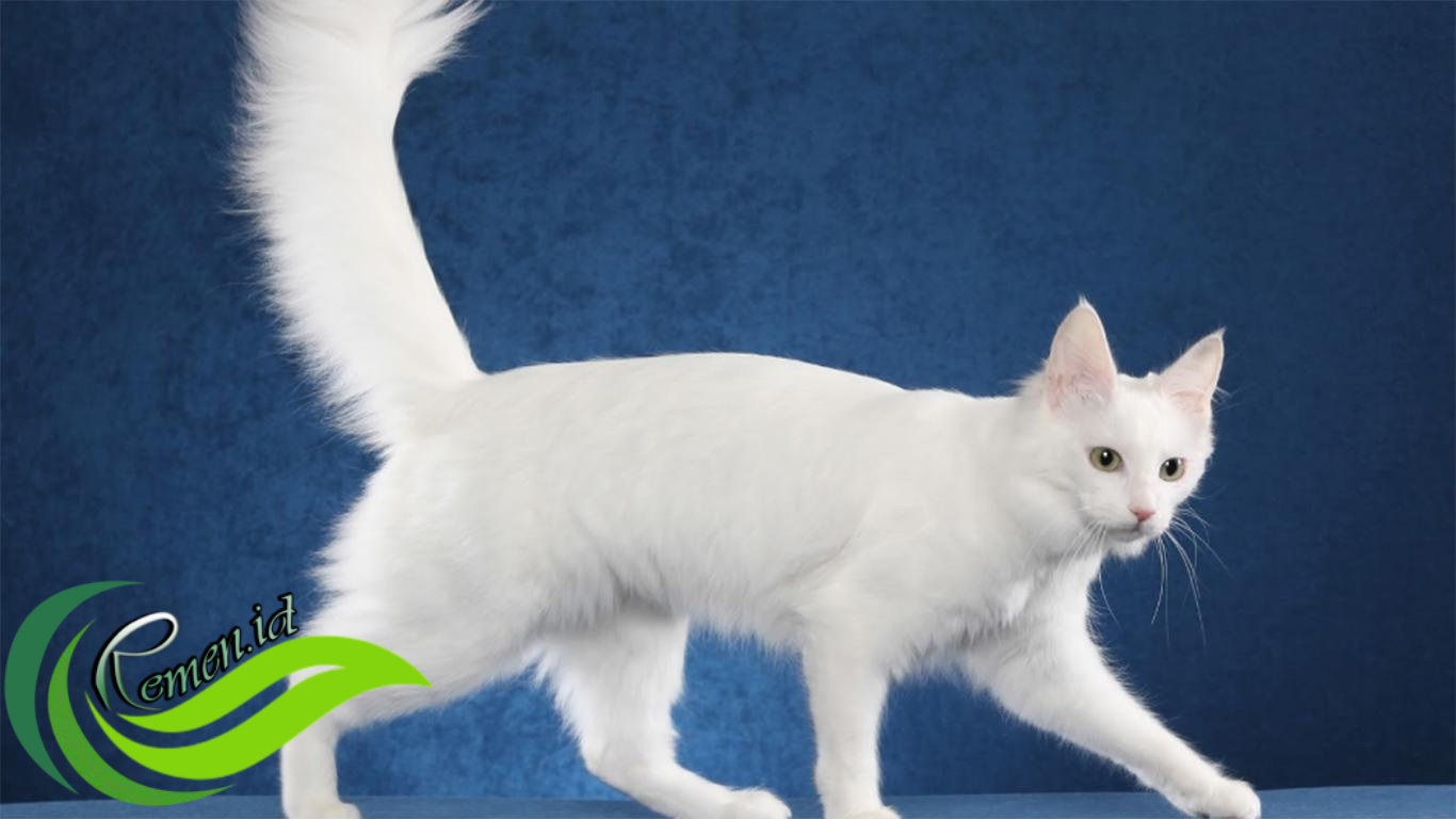 Elegannya Kucing Anggora sang Harta Karun Bangsa Turki - Media Hobi dan ...