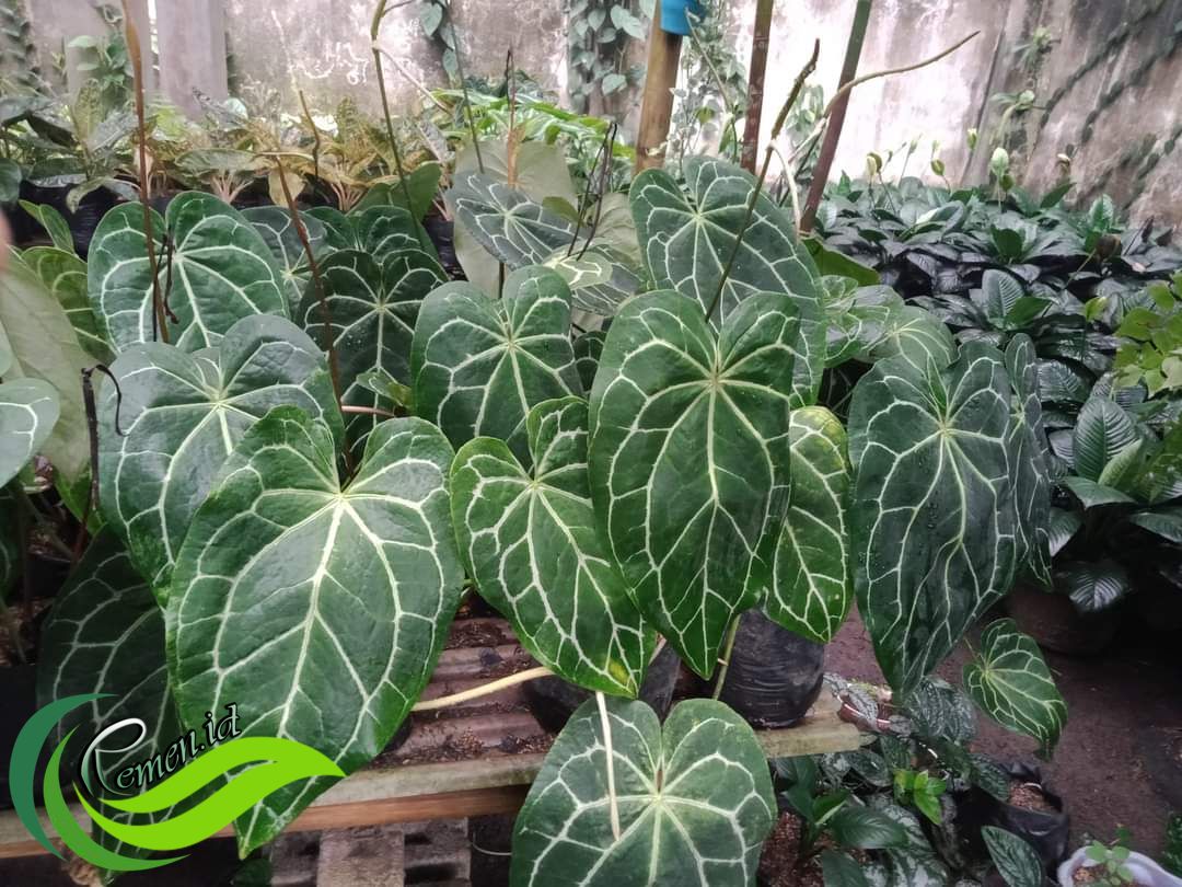 Mengenal Tanaman Hias Anthurium Crystallinum - Media Hobi dan Informasi