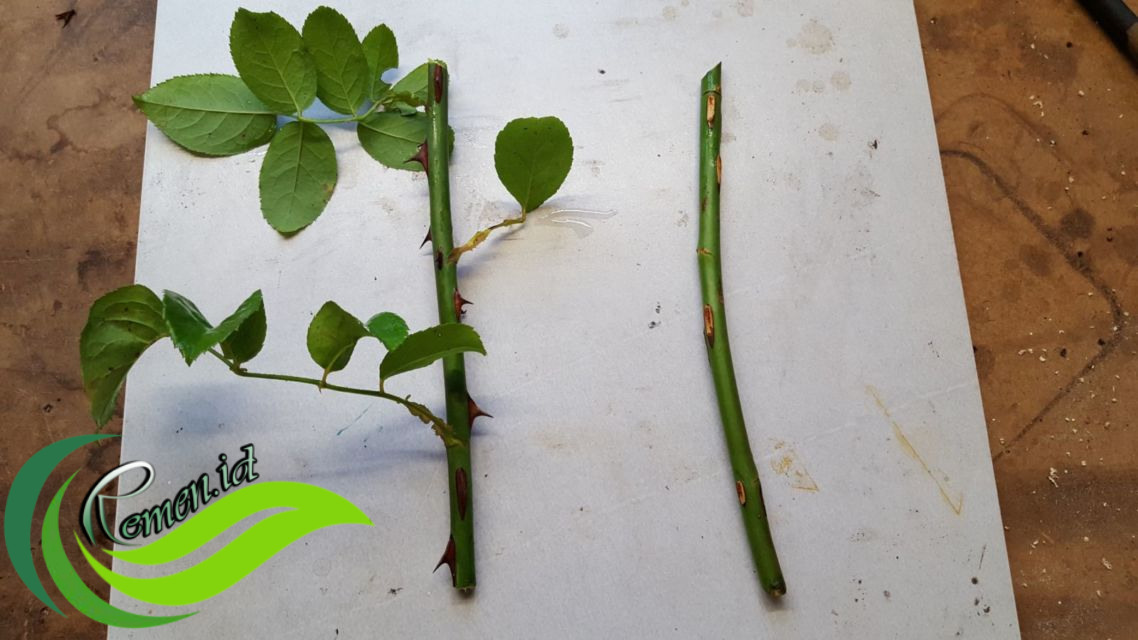 Bunga Mawar The Prince of Flower Salah Satu Bunga Tertua di Dunia ...