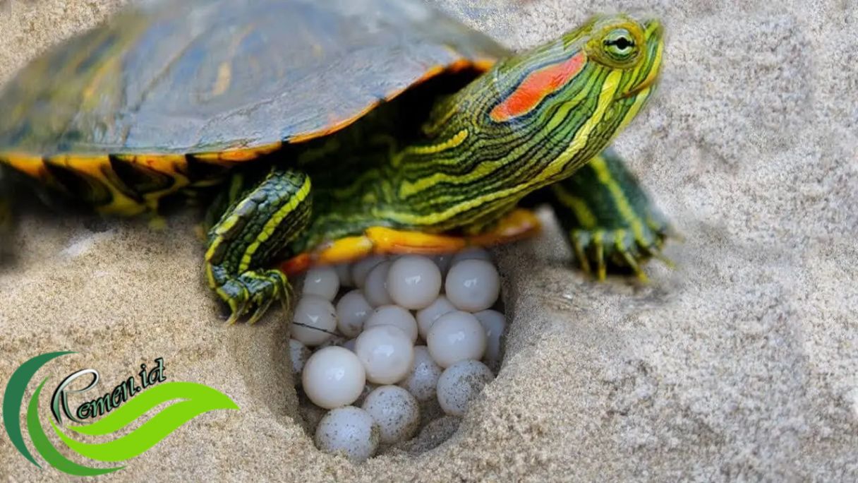 Kura-Kura Brazil Salah Satu Reptil Cerdas yang Banyak Dipelihara ...