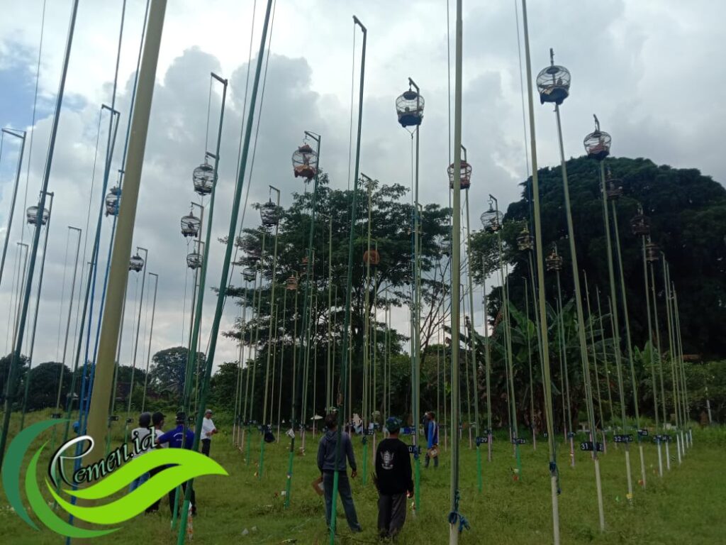Bimo dan Setiyaki Burung Baru Polesan Arya BF Mendominasi Latbernil DMS ...