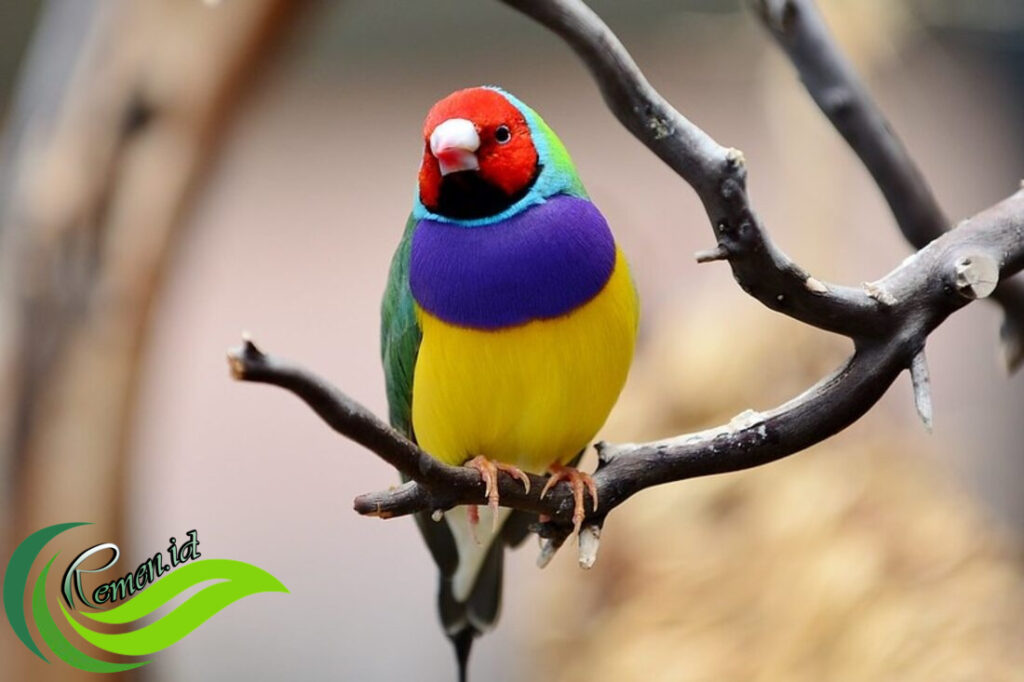 Gould Amadin Burung Pipit Tercantik di Dunia dari Australia - Media ...