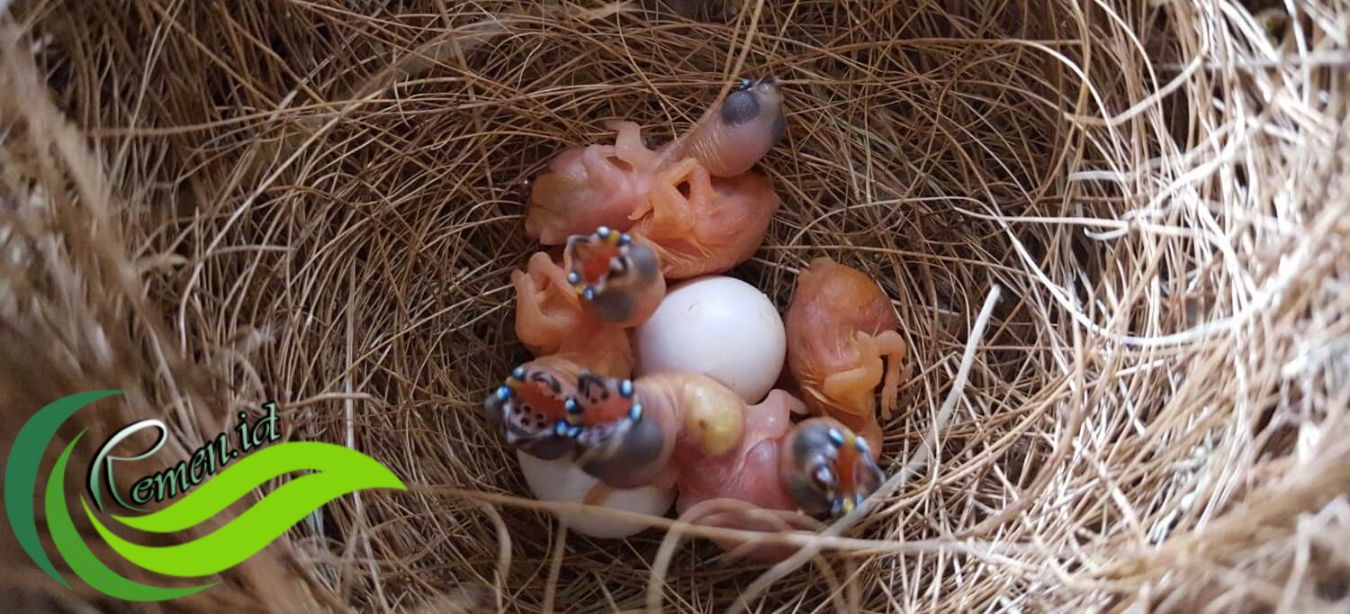 Gould Amadin Burung Pipit Tercantik di Dunia dari Australia - Media ...