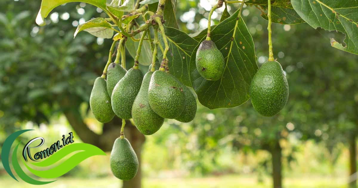 Alpukat, Memiliki Kandungan Nutrisi yang Sangat Berguna untuk Kesehatan ...