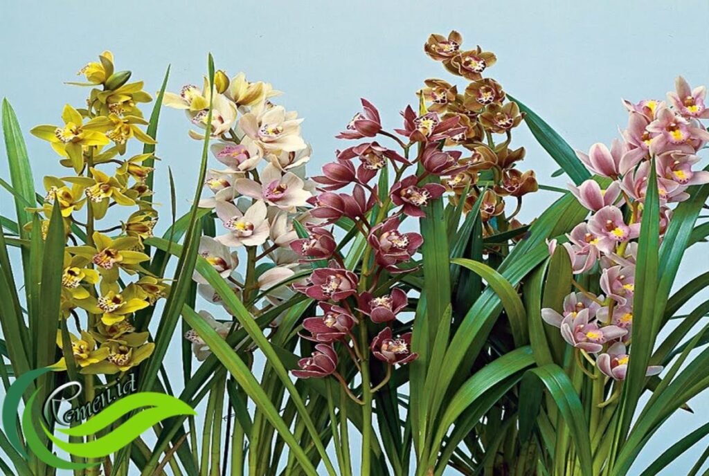 Anggrek Tanah, Jenis Anggrek yang Mudah Dipelihara dan Bunga Cantiknya ...