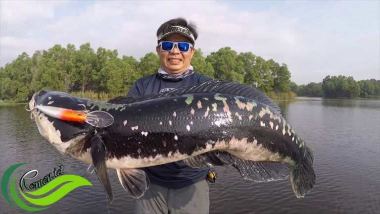 Ikan Toman, Ikan Predator yang Enak Dimakan dan Bermanfaat untuk ...