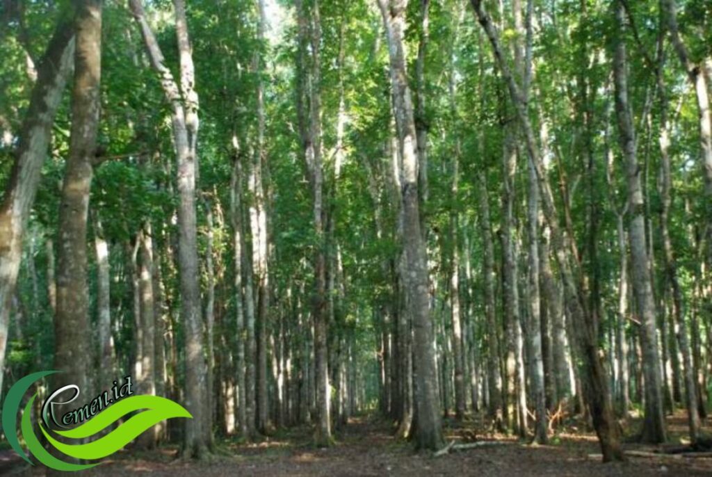 Mahoni, Banyak Manfaat dari Kayu dan Buahnya - Media Hobi dan Informasi