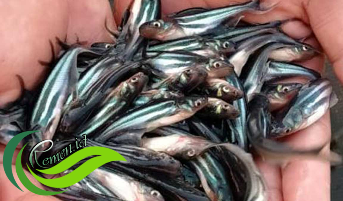 Ikan Patin, Ikan Omnivora yang Hidup di Dasar Perairan - Media Hobi dan ...
