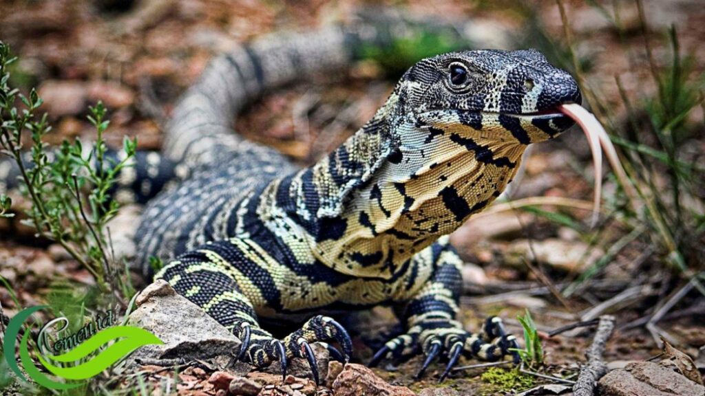 Biawak, Kadal Besar yang Kemampuannya Mirip Ular - Media Hobi dan Informasi