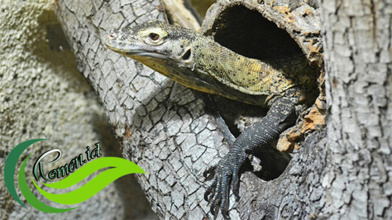 Biawak, Kadal Besar yang Kemampuannya Mirip Ular - Media Hobi dan Informasi