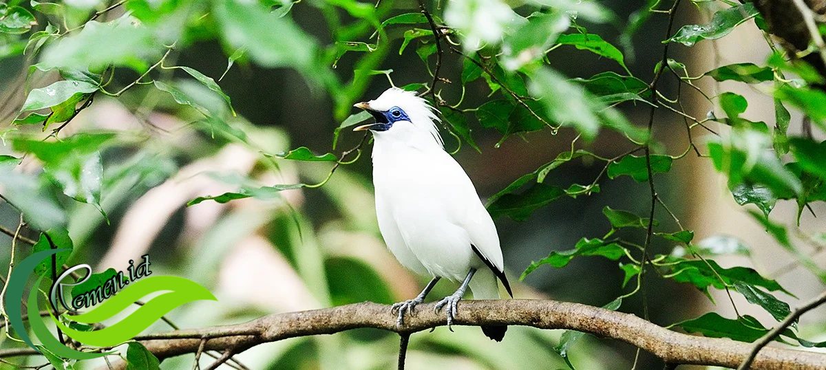 Jalak Bali, si Putih Bermata Biru Endemik Pulau Bali yang Nyaris Punah ...