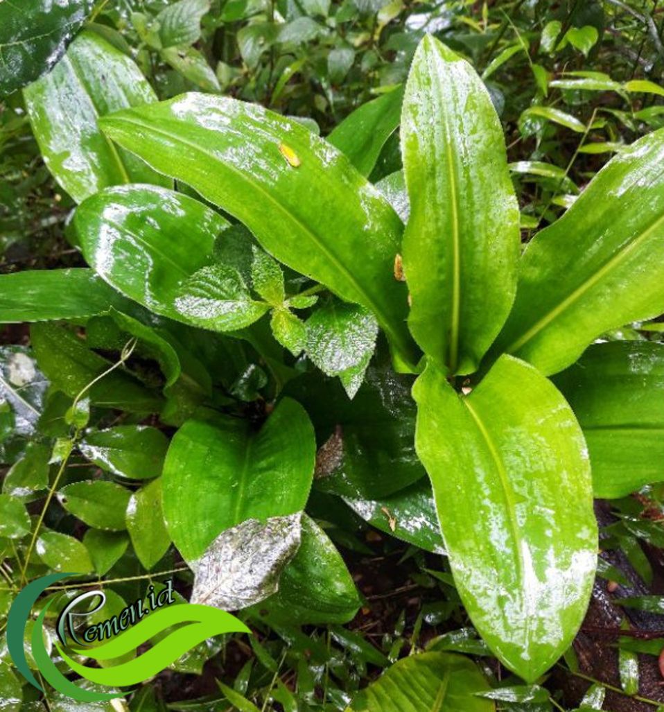 Bunga Desember, si Cantik yang Merekah di Penghujung Tahun - Media Hobi ...