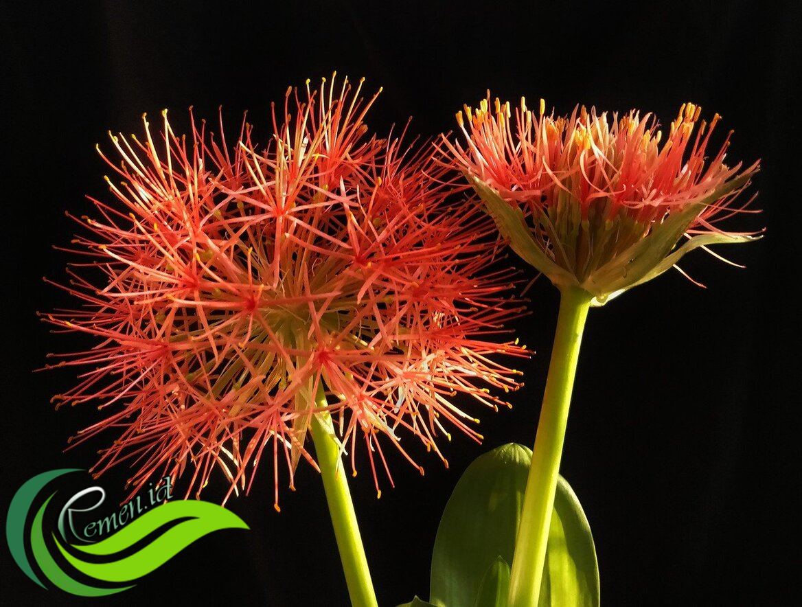 Bunga Desember, si Cantik yang Merekah di Penghujung Tahun - Media Hobi ...