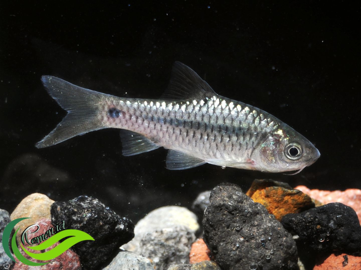 Wader, Ikan Bertubuh Mungil yang Gurih dan Bergizi Tinggi - Media Hobi ... Wader, Ikan Bertubuh Mungil yang Gurih dan Bergizi Tinggi - Media Hobi ...