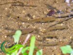 Wader, Ikan Bertubuh Mungil yang Gurih dan Bergizi Tinggi - Media Hobi ...