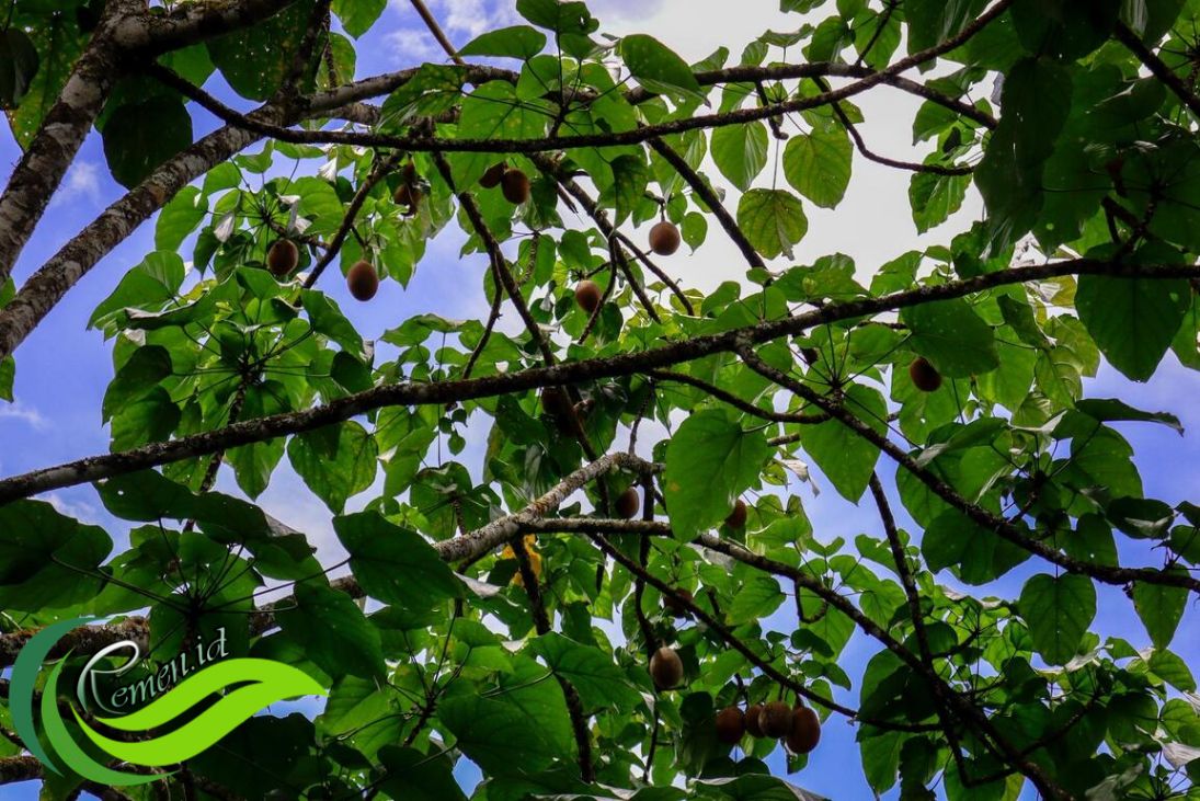 Kluwak, Bumbu Rempah Berwarna Hitam Mempunyai Rasa Gurih yang Khas ...