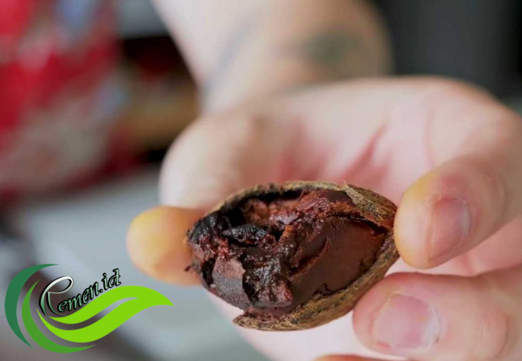 Kluwak, Bumbu Rempah Berwarna Hitam Mempunyai Rasa Gurih yang Khas ...