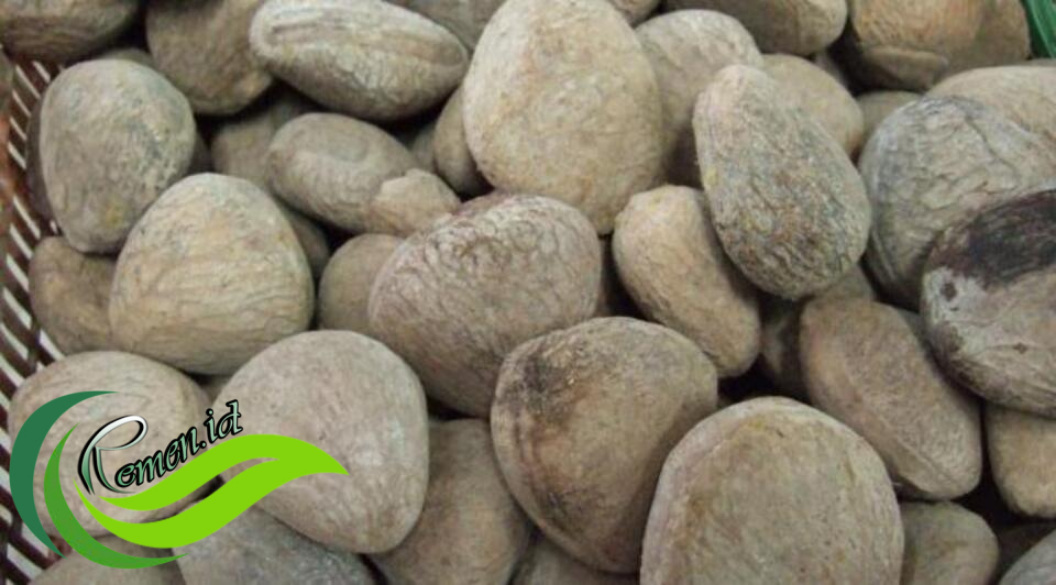 Kluwak, Bumbu Rempah Berwarna Hitam Mempunyai Rasa Gurih yang Khas ...