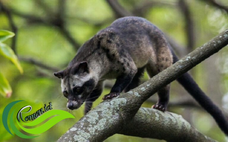 Musang Luwak, Salah Satu Jenis Mamalia Liar yang Kerap Ditemui di ...