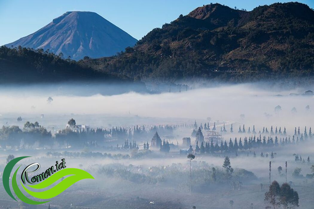Carica, si Pepaya Gunung Tanaman Khas Dataran Tinggi Dieng - Media Hobi ...