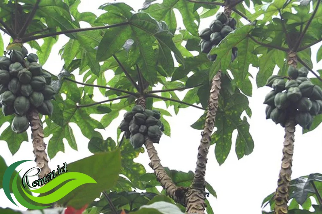 Carica, si Pepaya Gunung Tanaman Khas Dataran Tinggi Dieng - Media Hobi ...