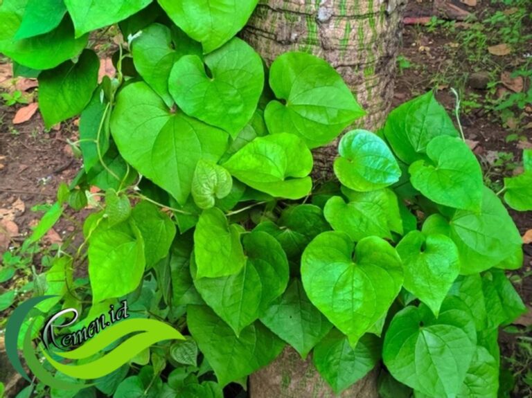 Gembili, Bahan Pangan Alternatif Pengganti Nasi Bagi Penderita Diabetes ...