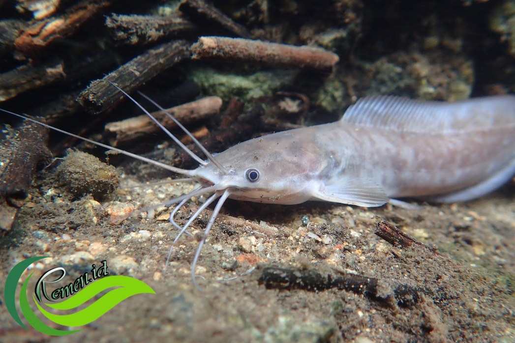 Ikan Lele, Salah Satu Jenis Ikan Air Tawar yang Paling Digemari ...