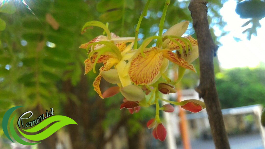 Asam Jawa, Tanaman Asli Benua Afrika yang Bisa jadi Bumbu Masakan atau ...