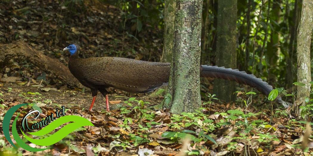 Burung Kuau Raja, si Raksasa Bermata Seratus yang Terancam Punah ...
