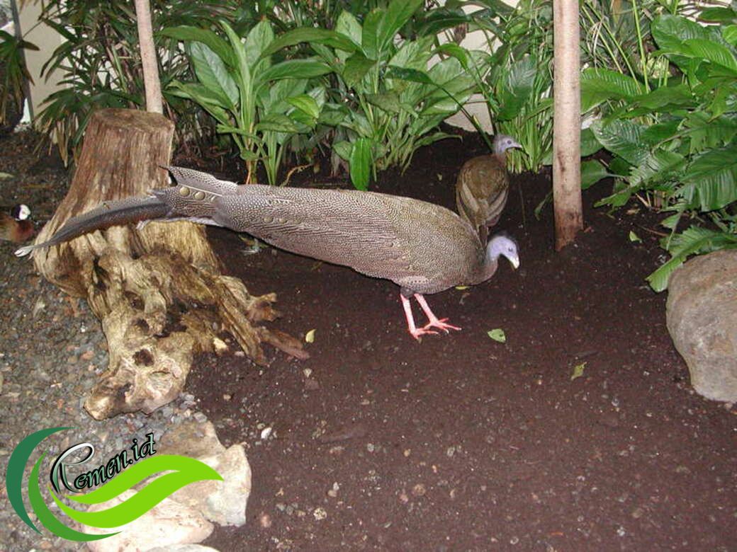 Burung Kuau Raja, si Raksasa Bermata Seratus yang Terancam Punah ...