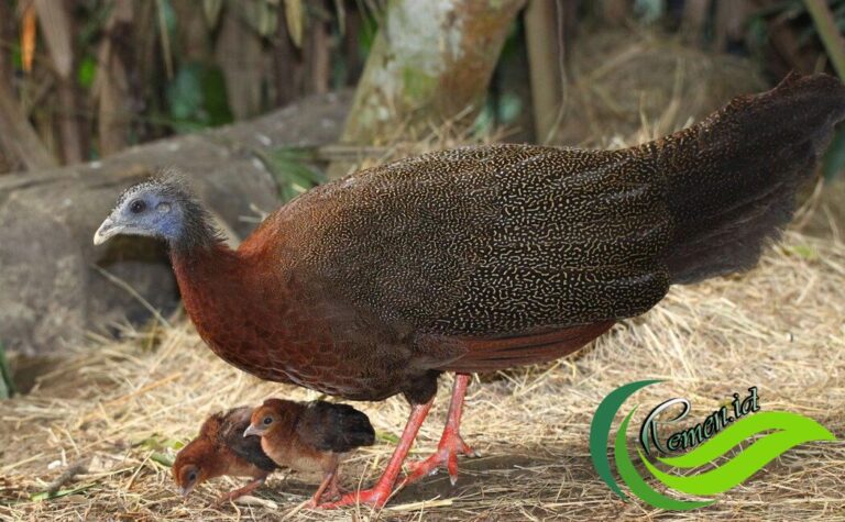 Burung Kuau Raja, si Raksasa Bermata Seratus yang Terancam Punah ...