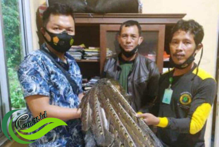 Burung Kuau Raja, si Raksasa Bermata Seratus yang Terancam Punah ...