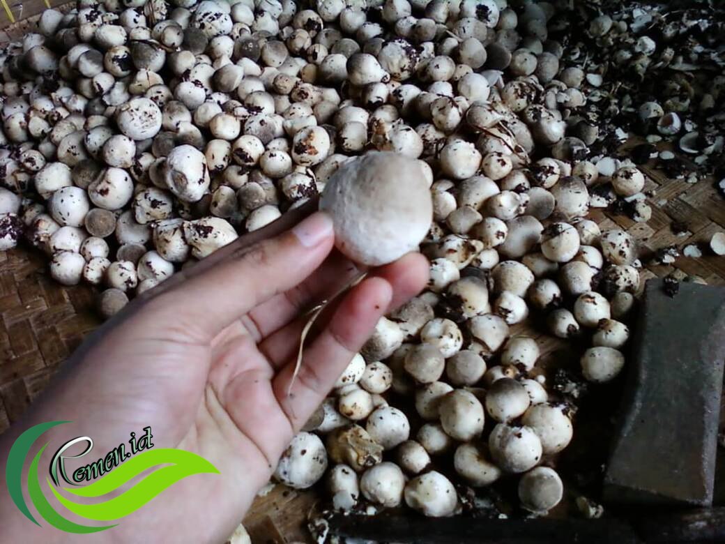 Jamur Merang, Jamur Konsumsi yang Rasanya Enak dan Bergizi Tinggi ...