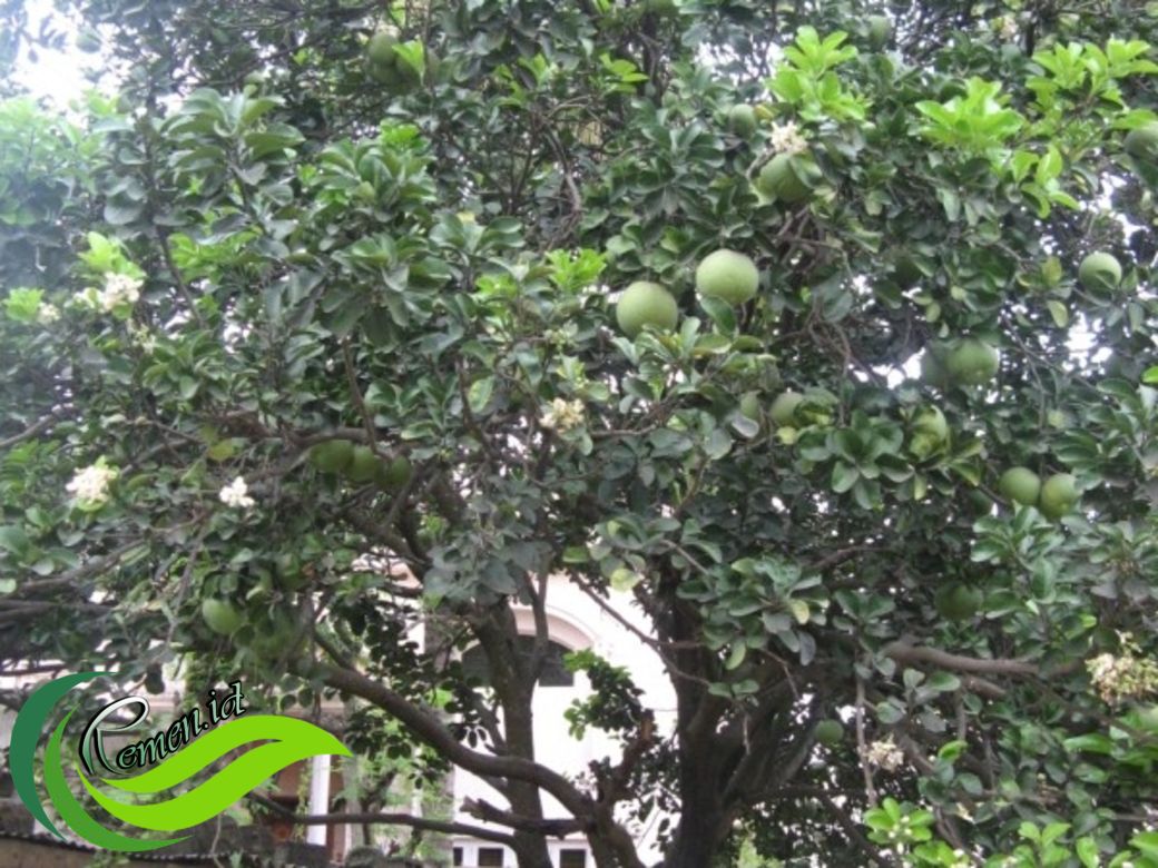 Jeruk Bali, Jeruk Terbesar dan Kaya Vitamin C itu Bukan Tanaman Asli ...